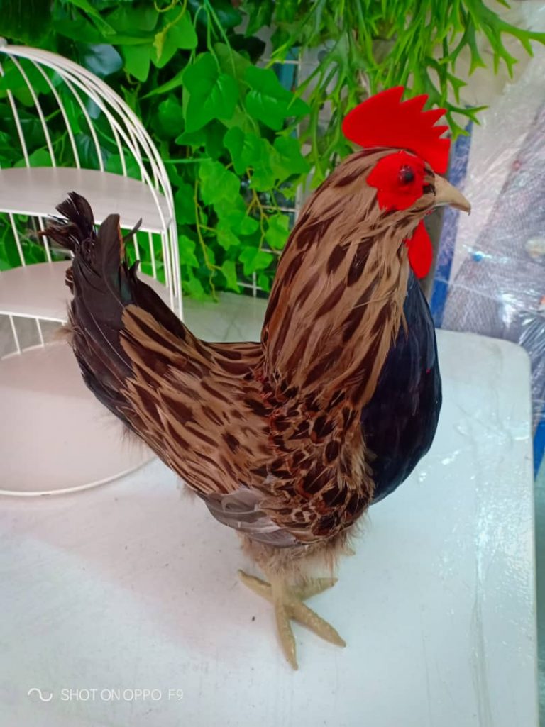 Ayam palsu / Fake chicken (hen) – Your DIY Project Rental